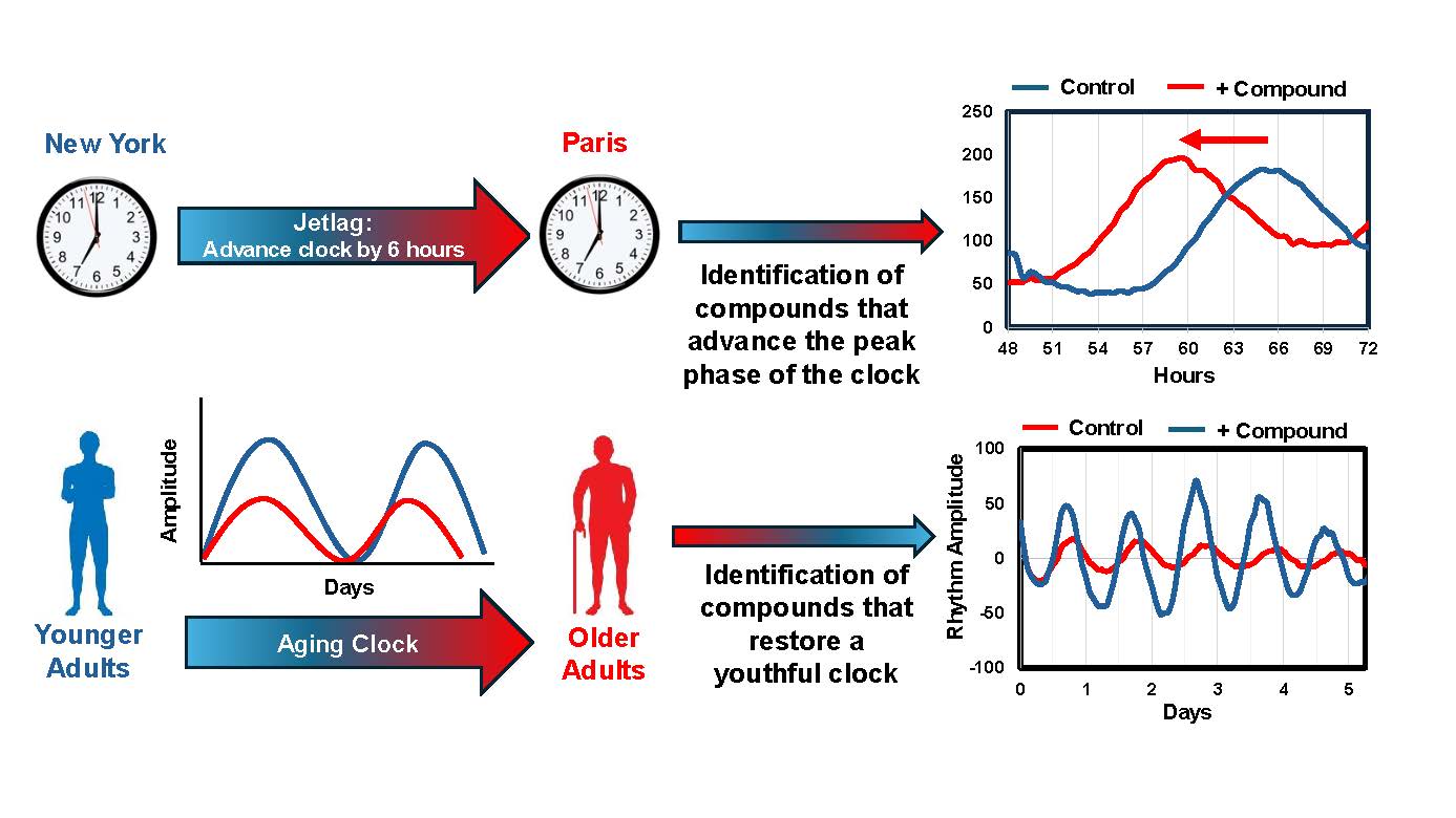 Research on Aging and the Human Biological Clock - WoodNext